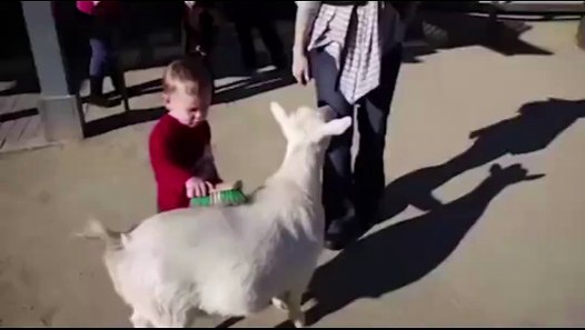 Goat Fart Scares a Little Kid - video dailymotion