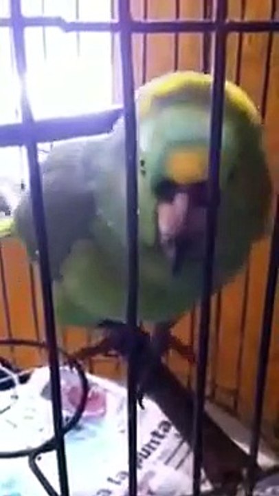 Parrot crying like a baby - video Dailymotion