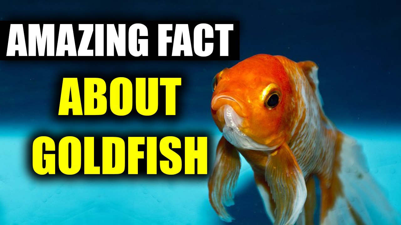 Goldfish can produce alcohol to survive under ice-covered lakes ...