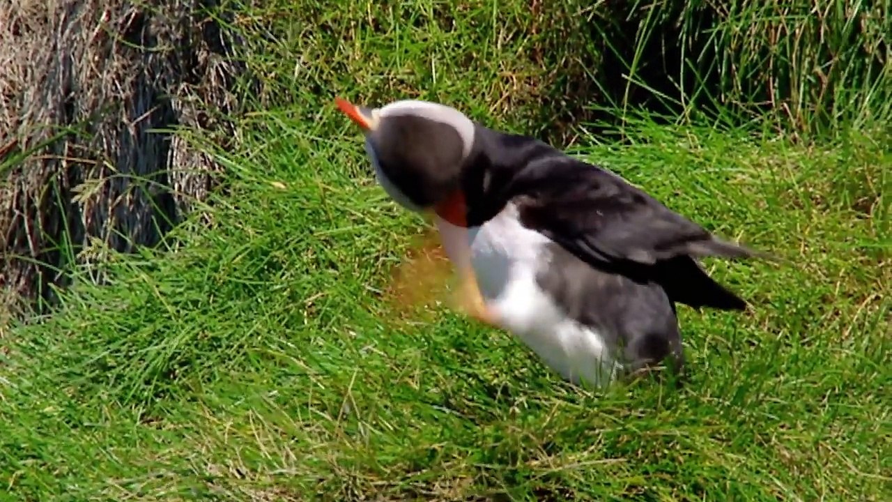 Hunting Puffins On The Edge Of A Cliff In Iceland Gordon Ramsay - video ...