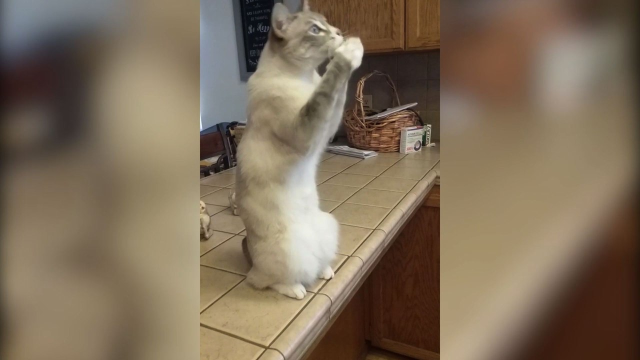 Cute Cat Begs For Treat - video Dailymotion