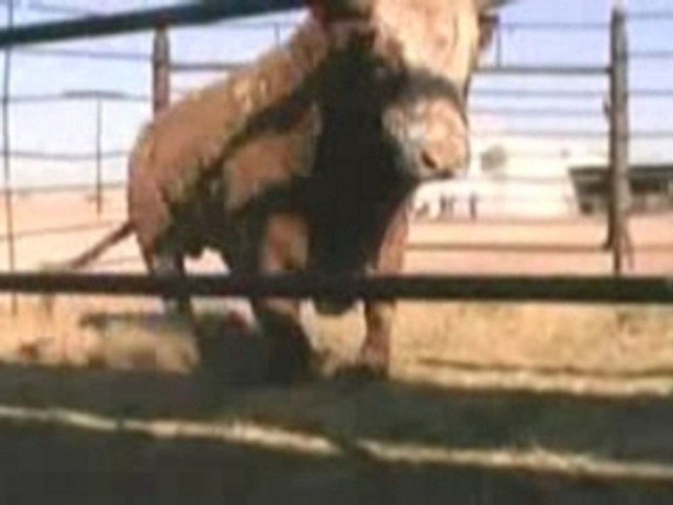 Bull Taser - Vidéo Dailymotion