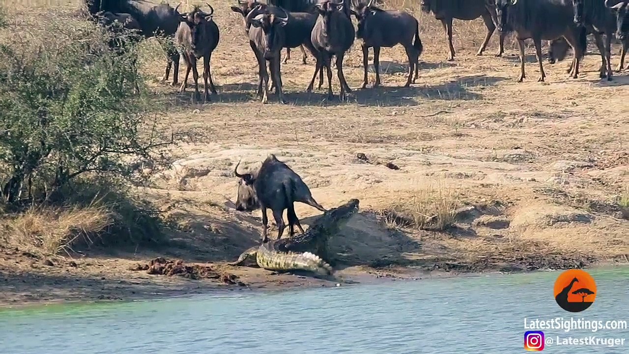 Un gnou est sur le point de se faire dévorer par un crocodile, jusqu’à ce que deux hippopotames ...