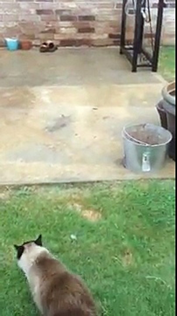 Epic Cat Fail
