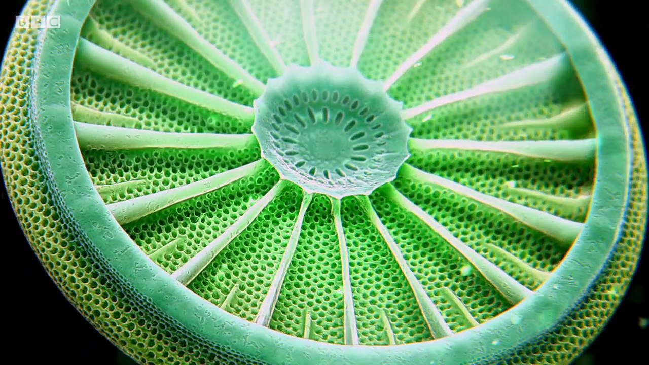 Colour: The Spectrum of Science - Colours of Life (2 of 3) - video ...