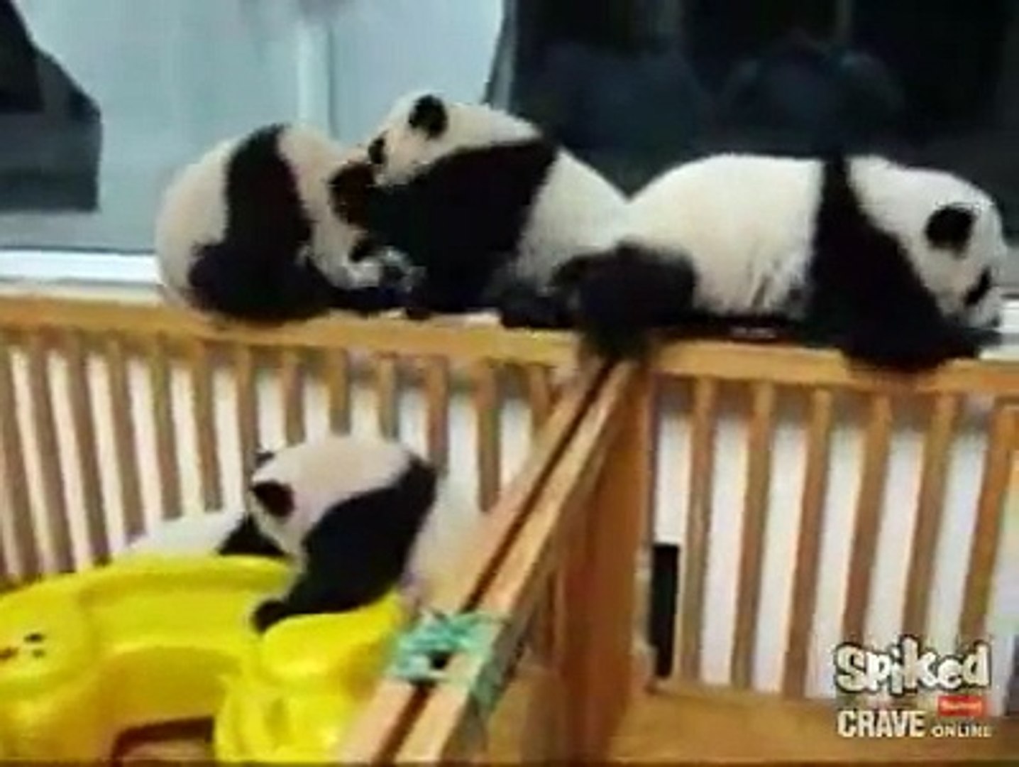 Baby Pandas In Crib