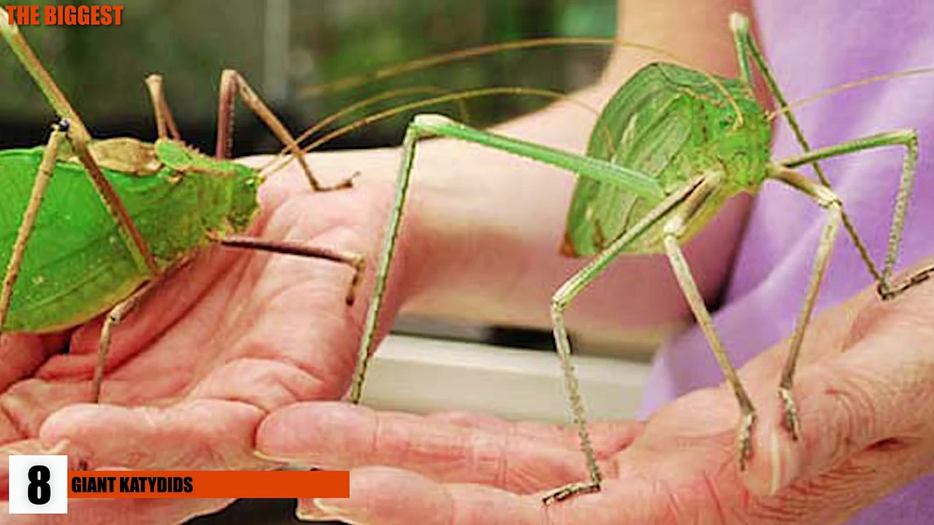 Largest Insects
