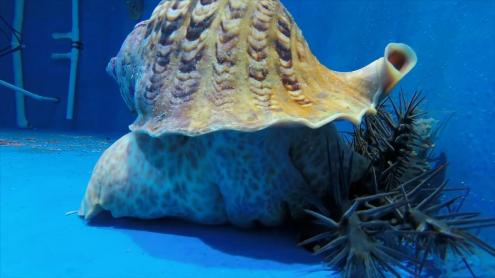 Coral Reef Sea Snail Scientists Uncover Growth Secrets Of Ocean Snail