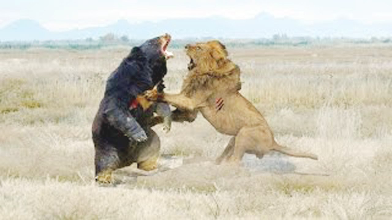 CRAZİEST Animal Fights Lion vs Brown Bear, Puma vs Bear, Most Amazing ...