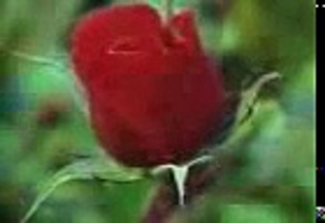 Detik detik mekarnya bunga mawar - Video Dailymotion