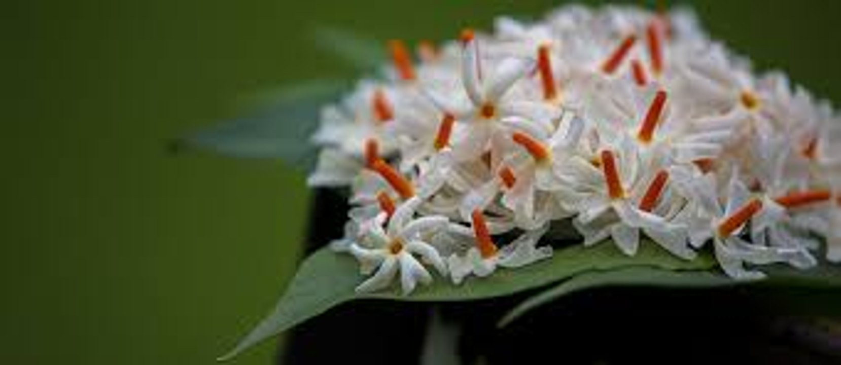 Bokul phul bokul phul _ বকুল ফুল বকুল ফুলl _ Folk _ Jhumki - video Dailymotion