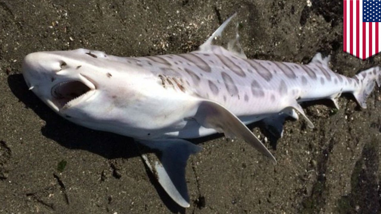 Brain-eating parasite may be killing off sharks, marine life in SF bay ...