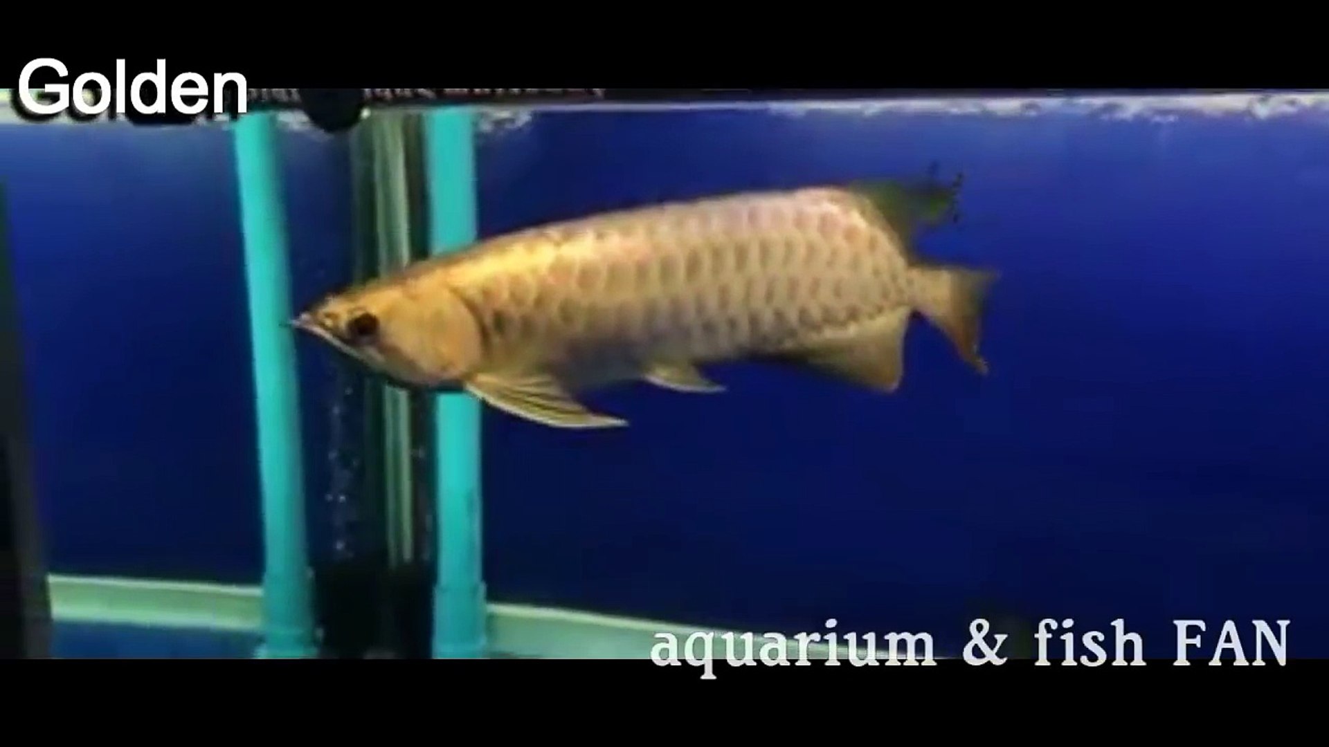 Arowana Types