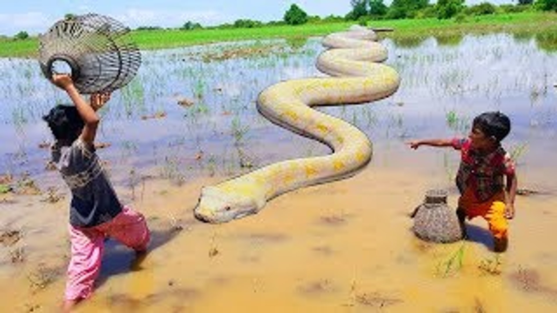 Huge Snake In Water