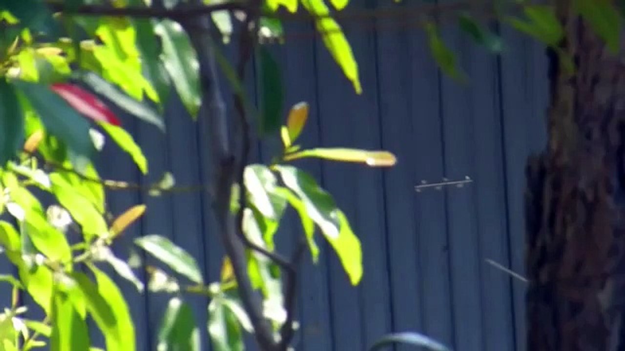 Flying Rods Skyfish & Orbs – Видео Dailymotion