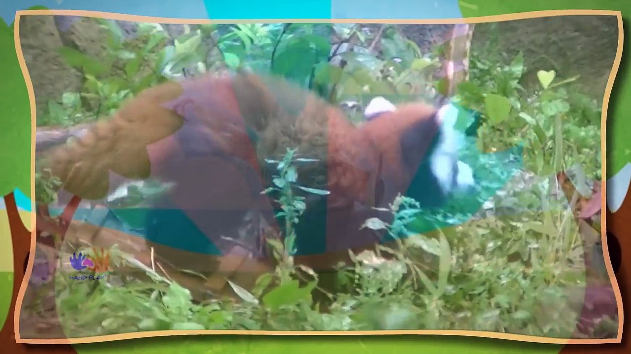 Wild Animals | Animals learn for kids. Amazing !!! - Handplaytv for ...