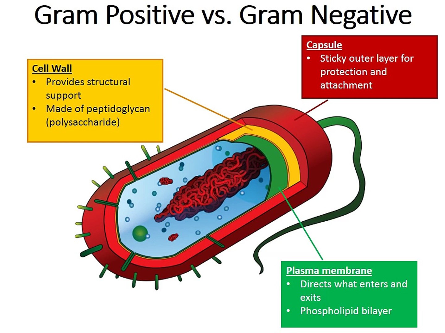 Gram Positive Vs Gram Negative