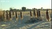 Funny Talking Animals - Walk On The Wild Side - The best BBC ...