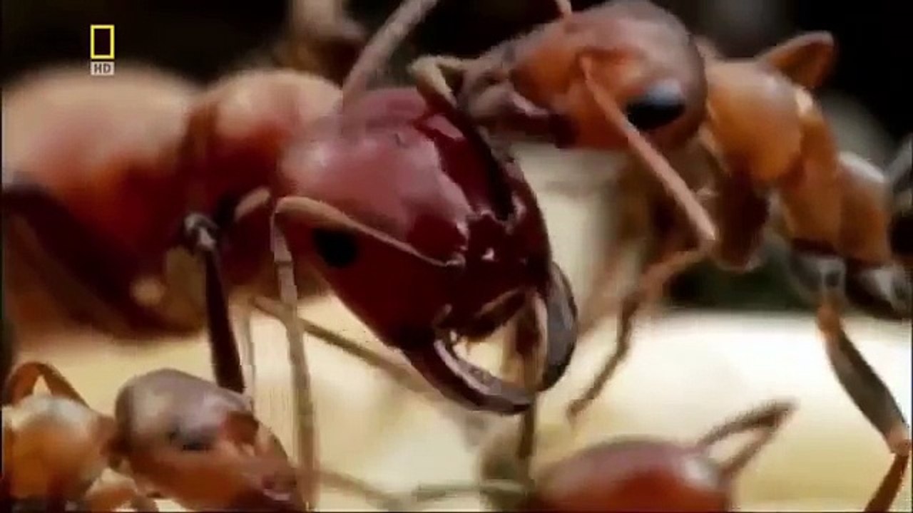 Documentary Ant Nature documentary 2016 War of Insects documentaries ...