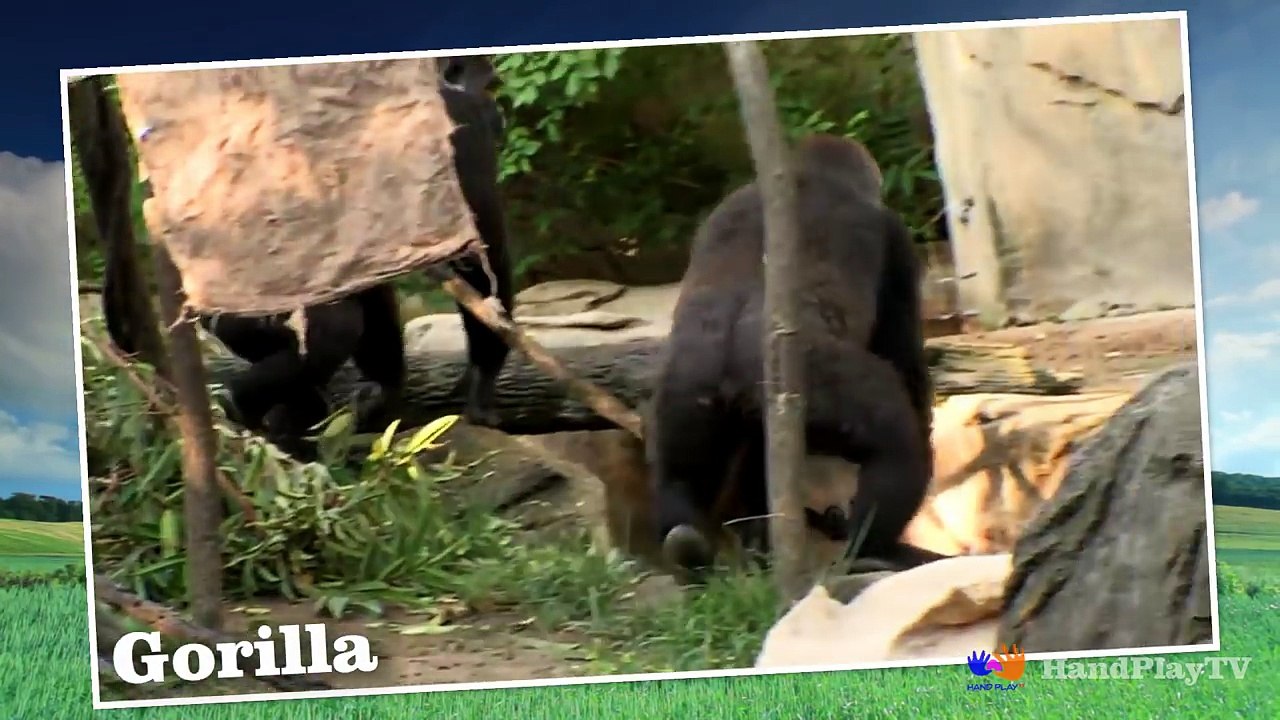 SING Cartoon | With SING Cartoon charers and Real life Animals ...