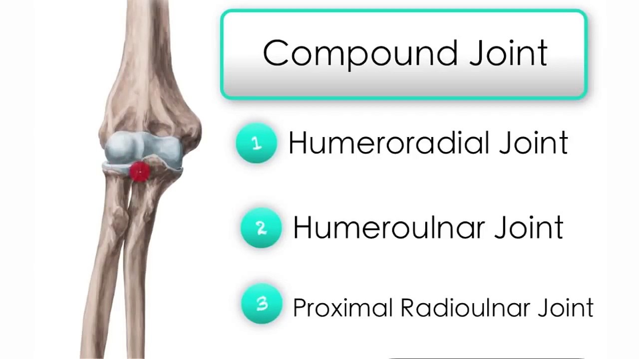 Elbow Joint - Human Anatomy | Kenhub – Видео Dailymotion