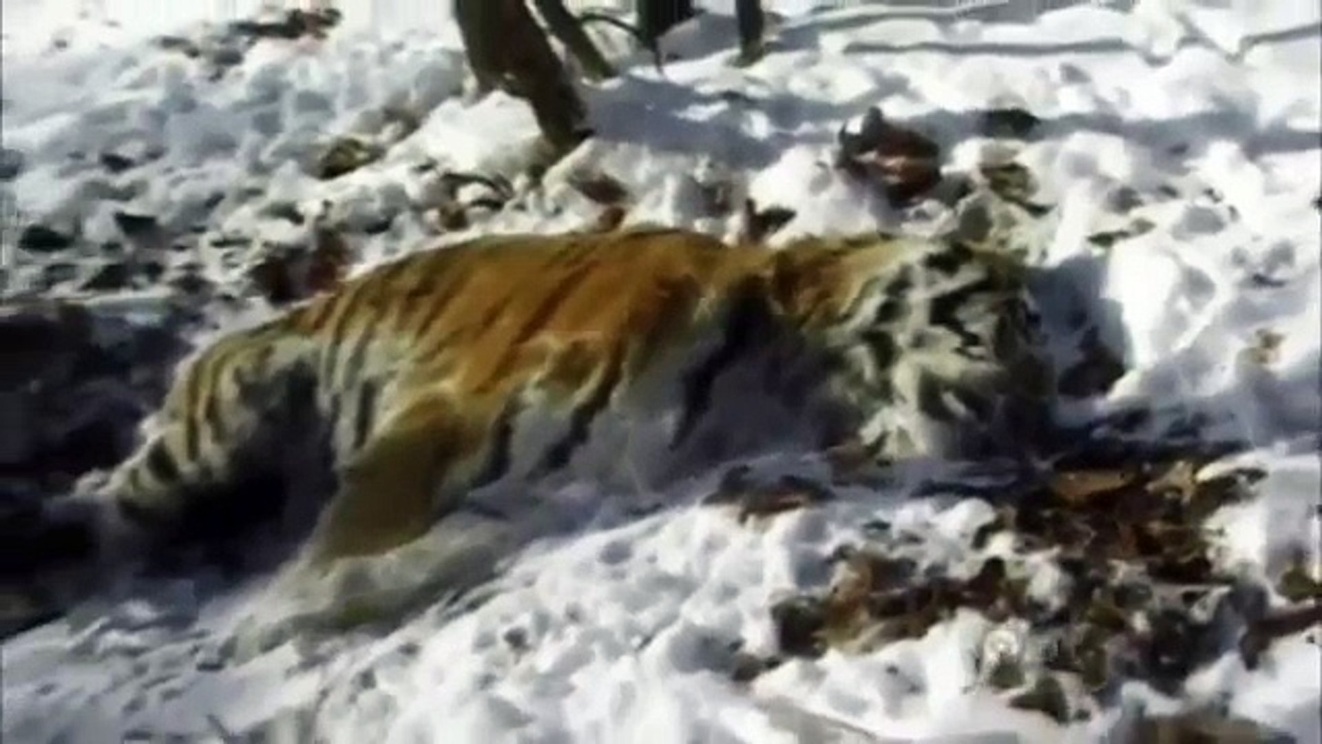 Siberian Tiger Quest ~ Tiger Fact Sheet, Natureš· Descubra a emoção das ... Siberian Tiger Quest ~ Tiger Fact Sheet, Natureš· Descubra a emoção das ...