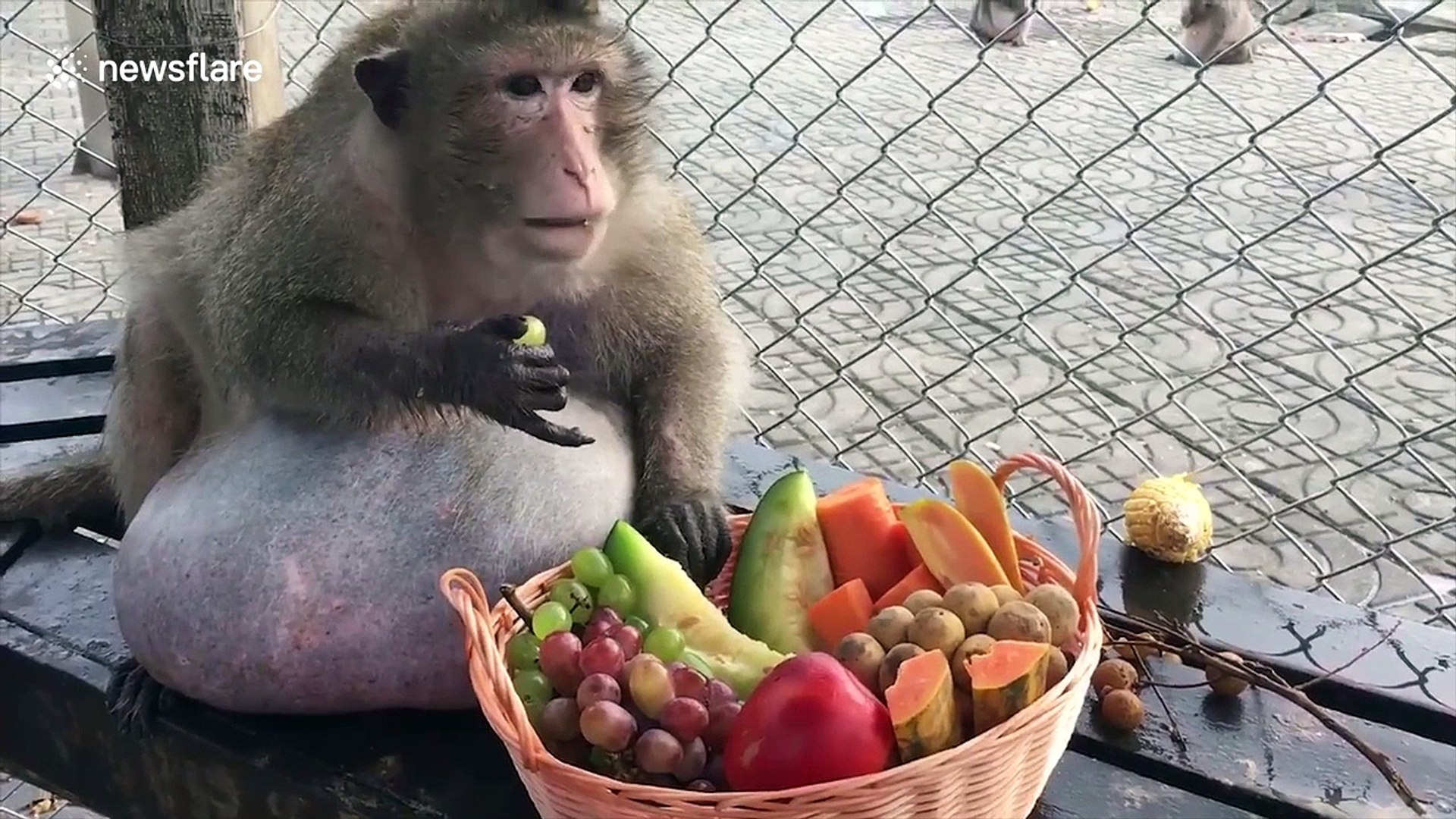 Uncle Fat Morbidly Obese Monkey In Thailand Put On