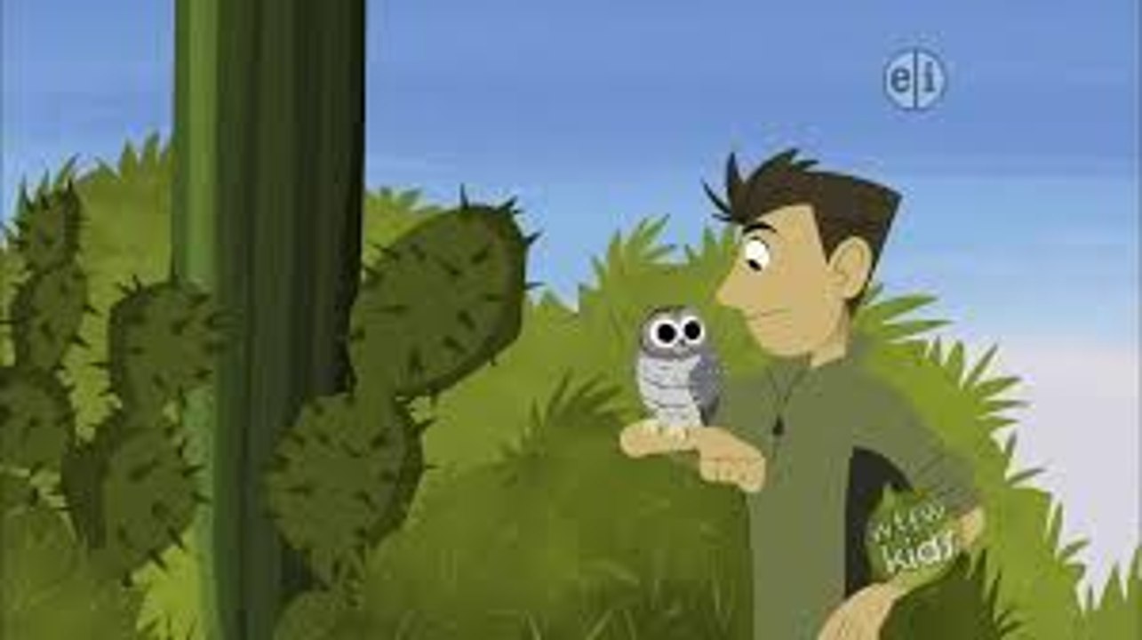 Aventuras com os Kratts Novos episódios 2017_Mystery of the Weird ...