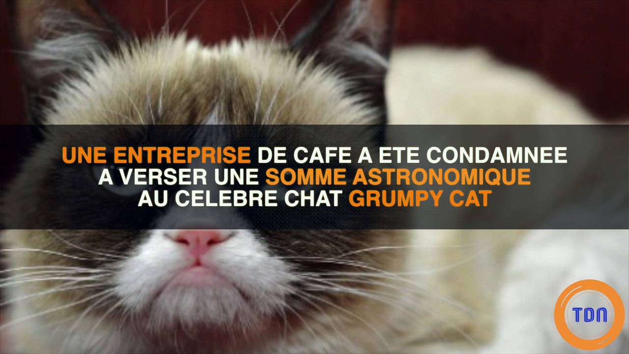 Grumpy cat, le chat grognon, a gagné une somme astronomique au tribunal ...