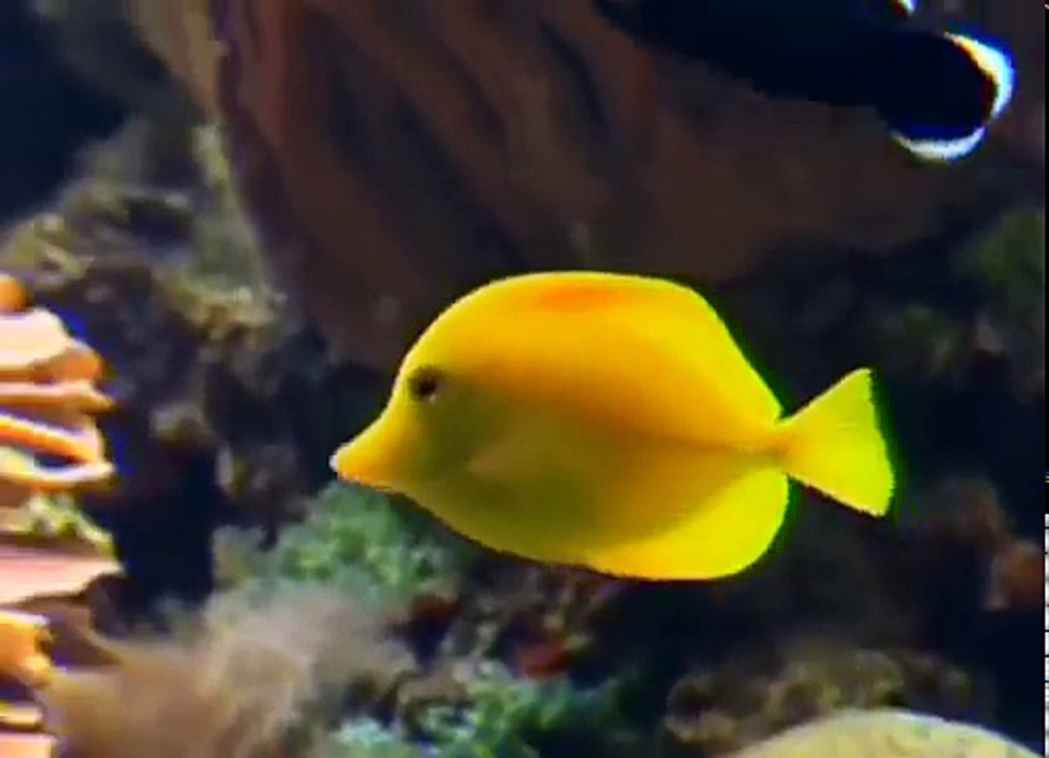 Avi Baby Einstein Animales Del Mundo