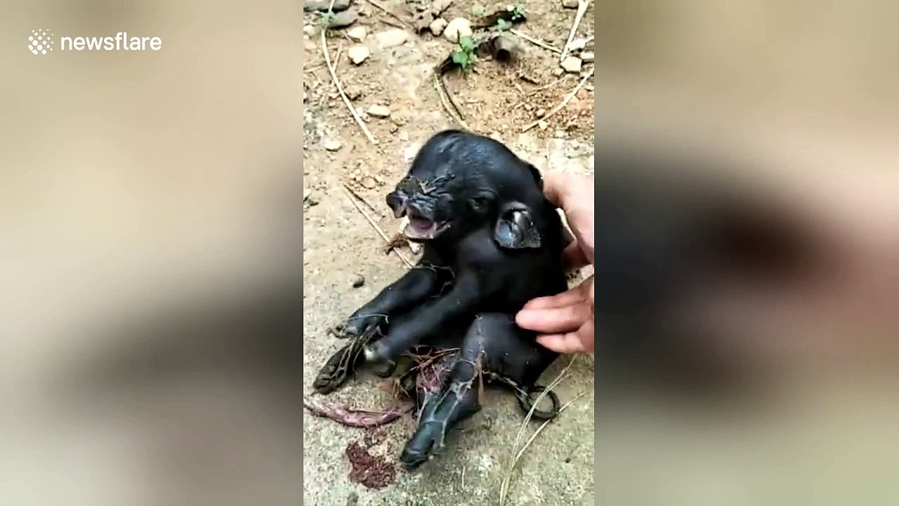 Conjoined twin pigs born in southern China - video Dailymotion