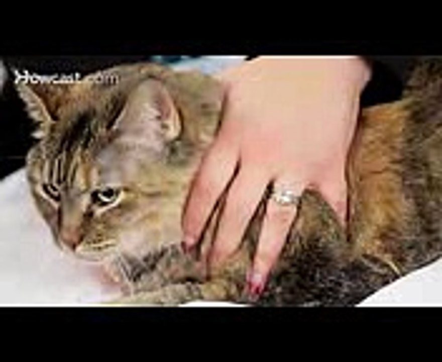 Pros & Cons of Declawing Your Cat Cat Care - Video Dailymotion