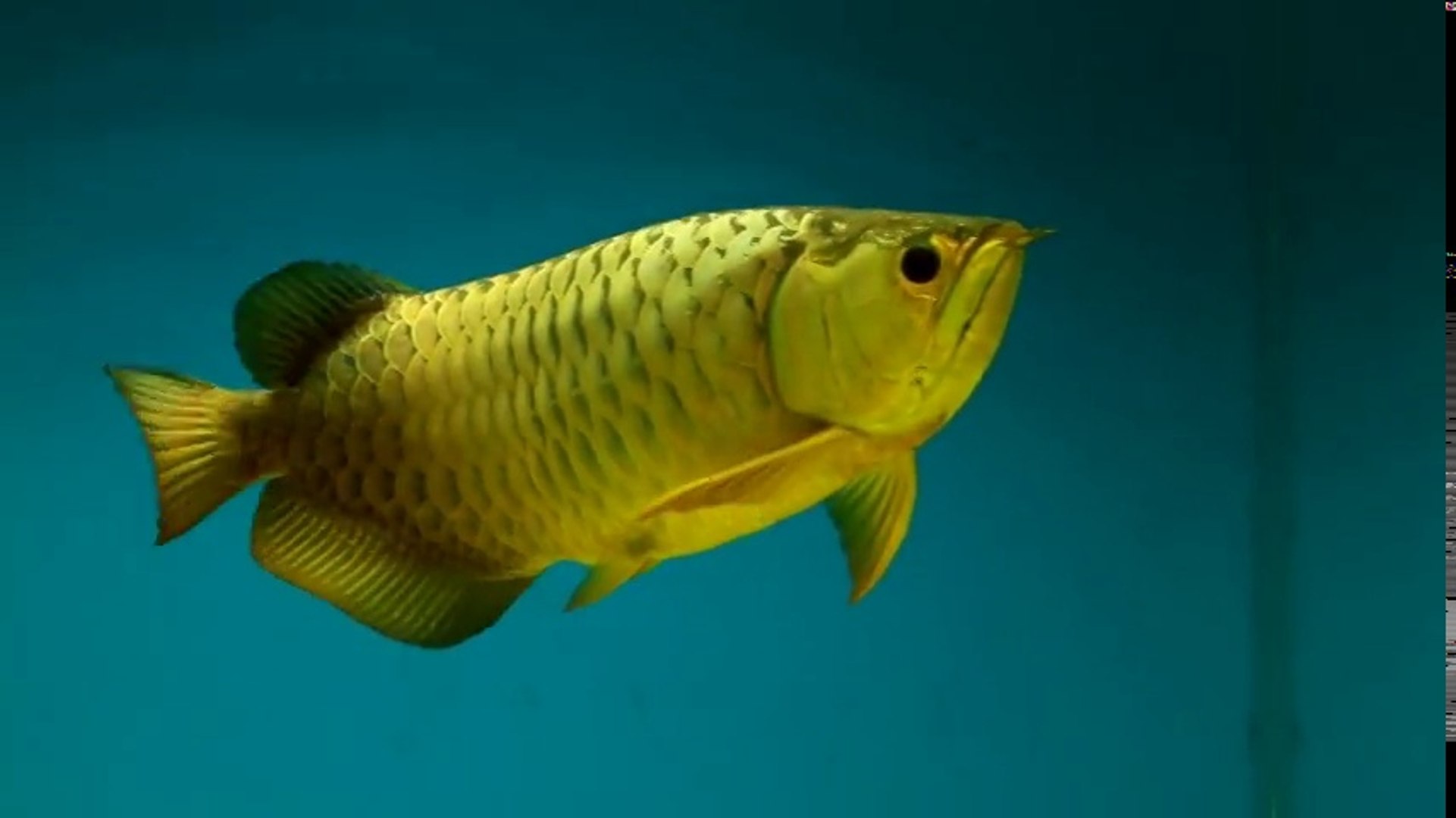 24k Golden Arowana