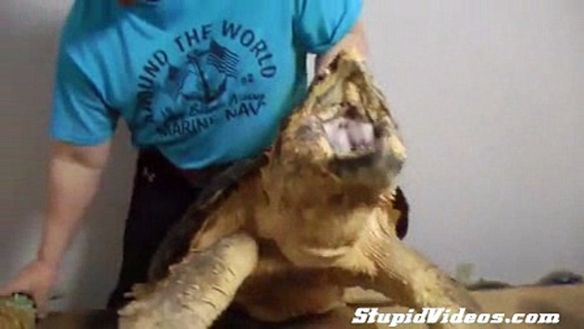 Alligator Snapping Turtle Eating Watermelon