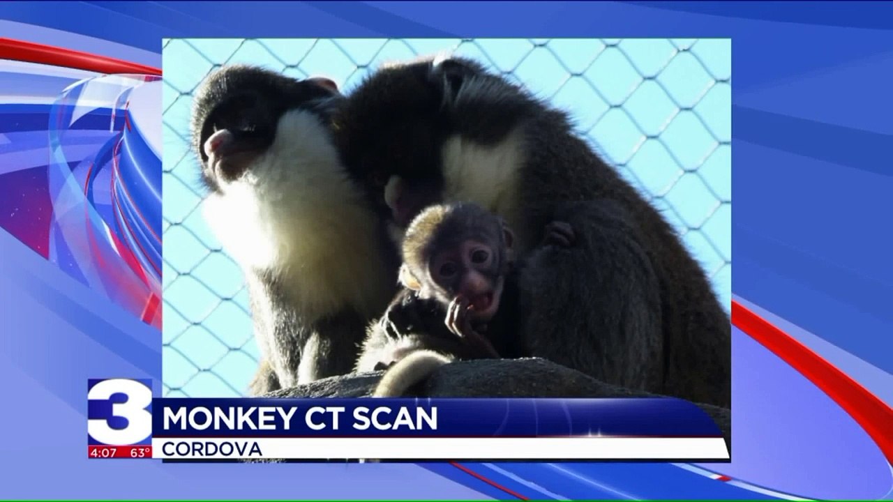 Memphis Zoo Monkey Undergoes CT Scan - video Dailymotion