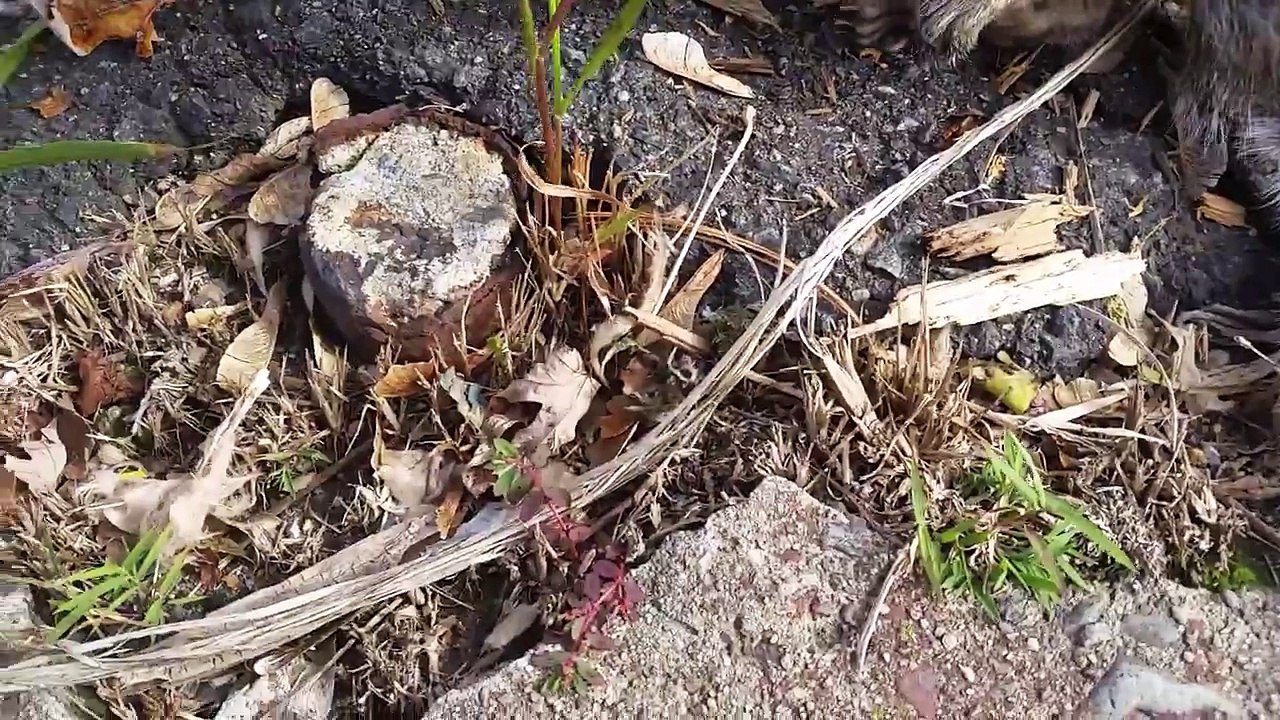 Squirrel Stuck in a Fence - video Dailymotion