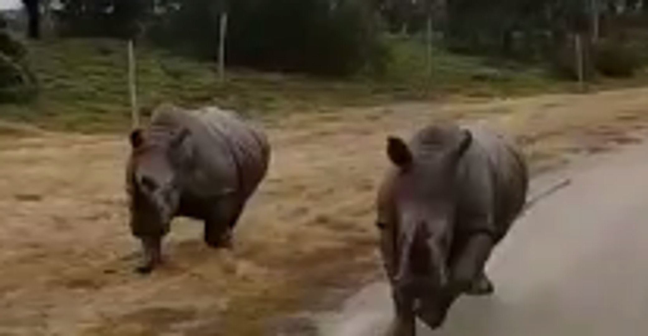 Rhino Charging Gif