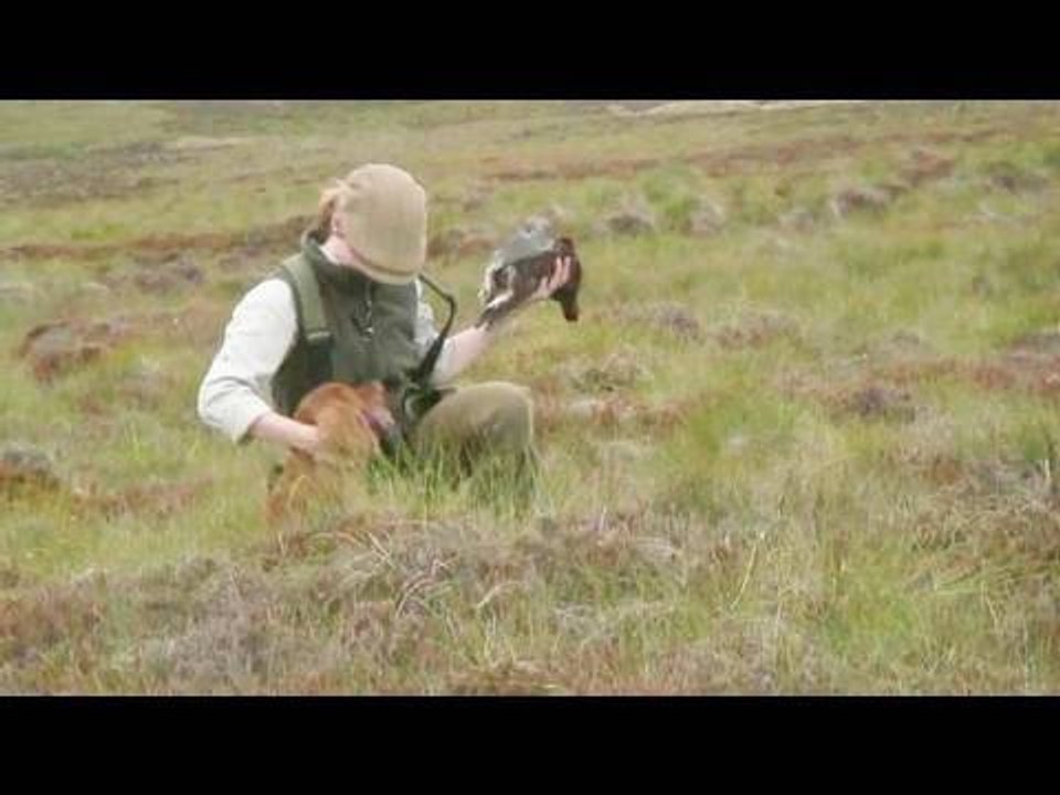 Fieldsports Britain - Grouse over pointers + high pheasants + giant ...