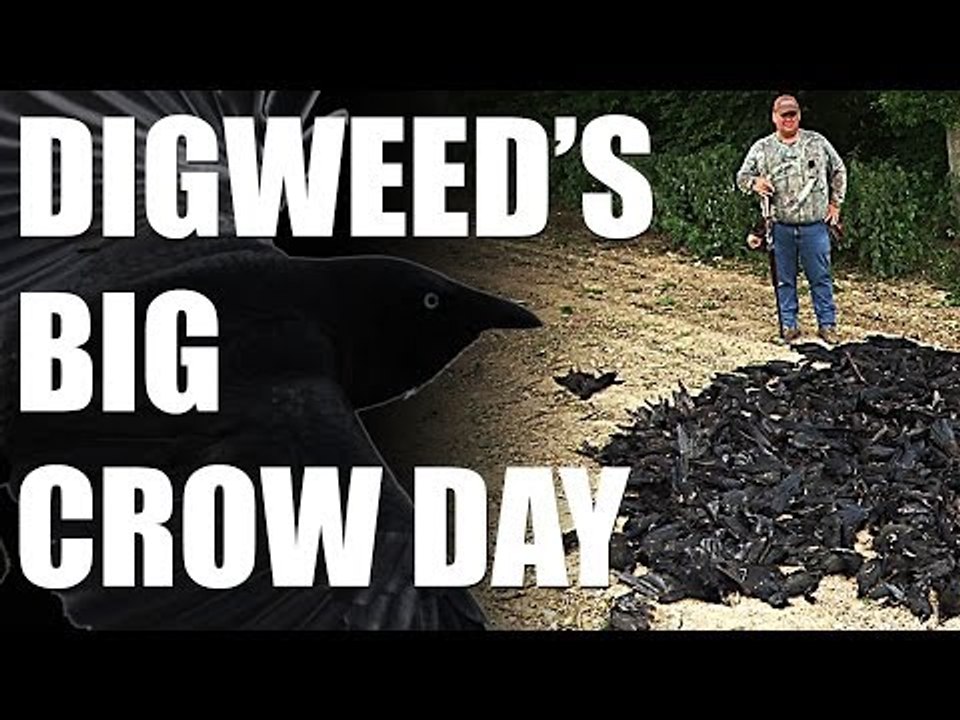 George Digweed - ultimate crow shooting - 585 in the bag - video ...