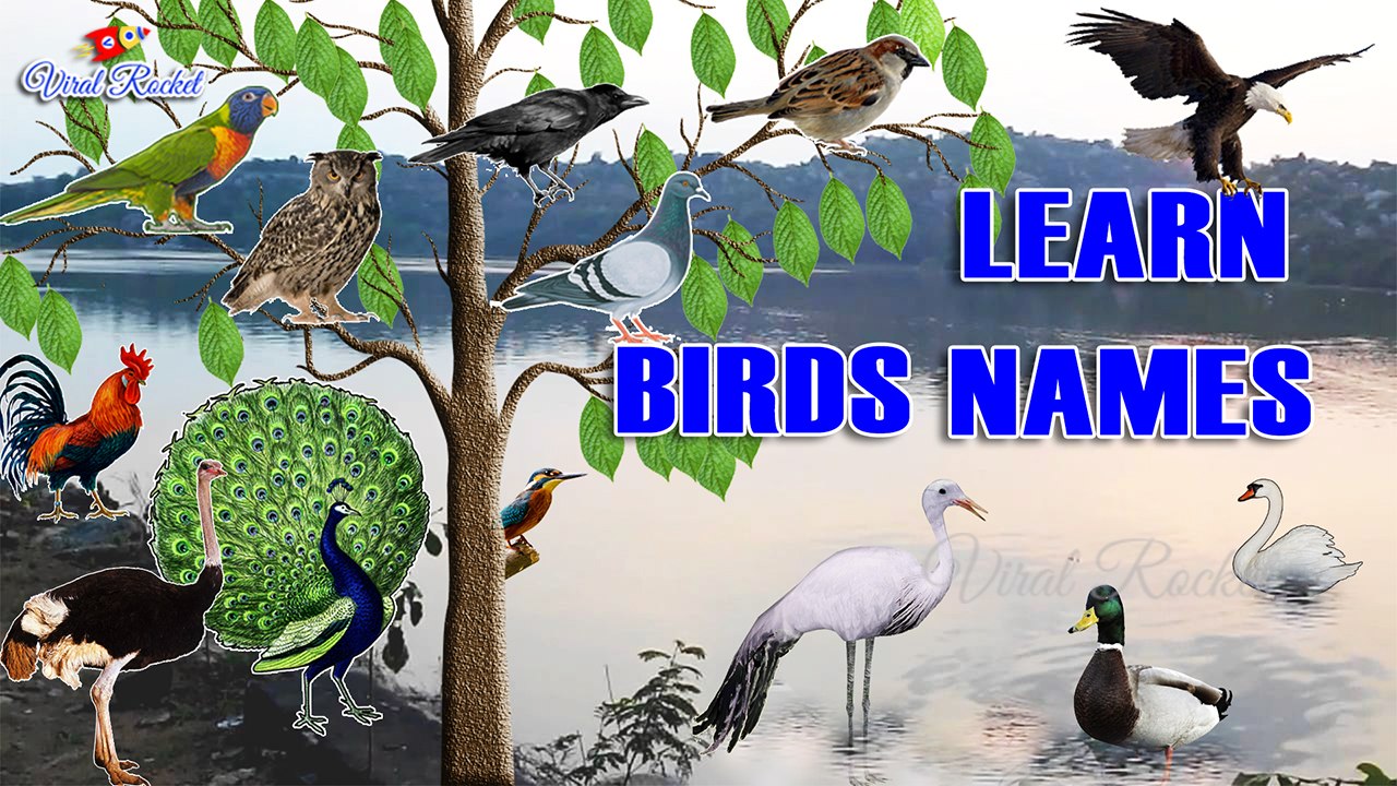 Learn Birds Names for Kids in english | Birds names with Pictures for ...