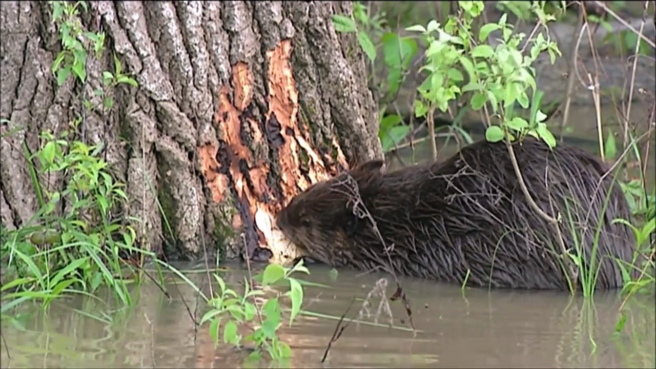 All About Beavers for Children - Animal Videos for Kids - FreeSchool ...