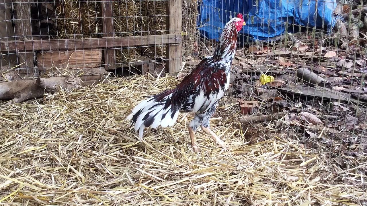 Spangle blue Shamo/Thai rooster - video Dailymotion