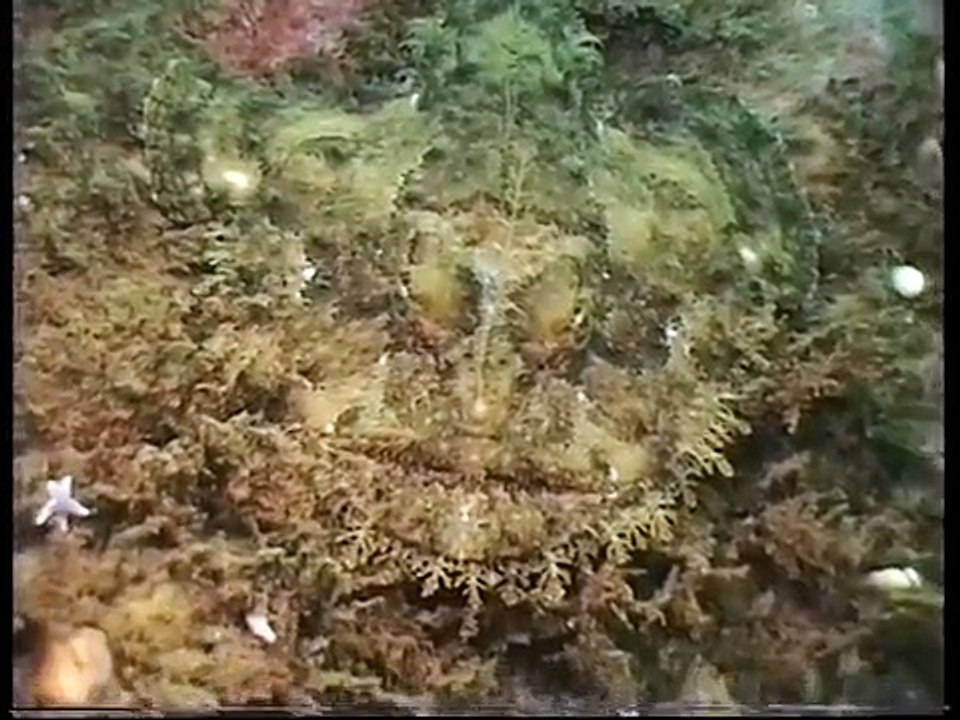 Angler fish (Marulk - Lophius piscatorius) - video Dailymotion