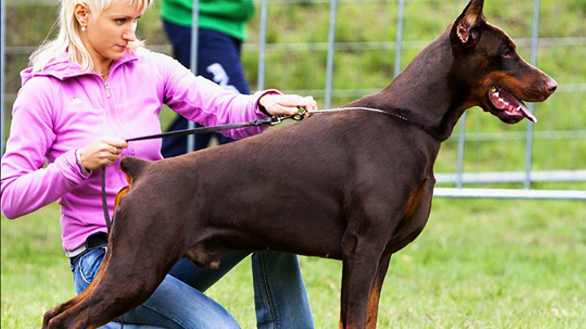 Are American Doberman Pinschers The Same As Family Dogs