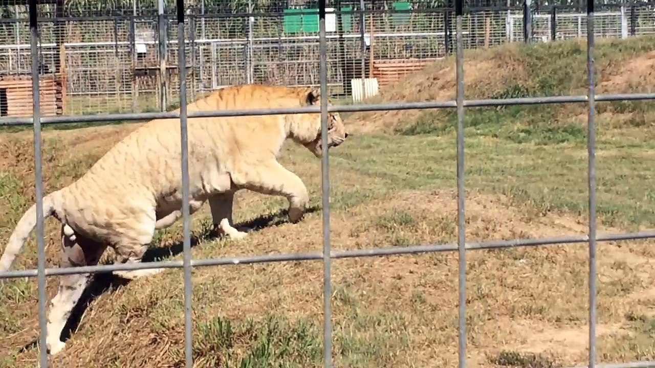 Liger Fighting a Bengal Tiger - GW Zoo - video Dailymotion
