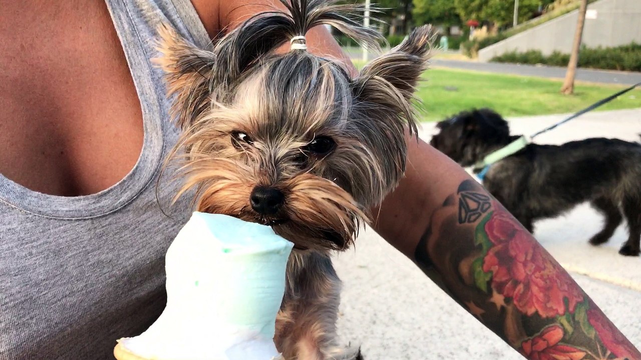 The Sweetest Yorkie likes Ice cream | Cute video - video Dailymotion