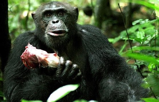 Travis The Chimp Dead