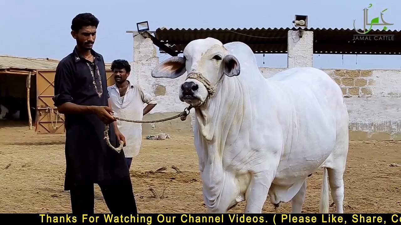 Sher-E-Cholistan I Jamal Cattle Farm I MA SHA ALLAH I Huge Bull I Heavy ...