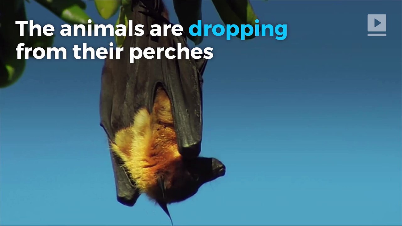 Hundreds of 'Boiled' Bats Fall From the Sky - video Dailymotion