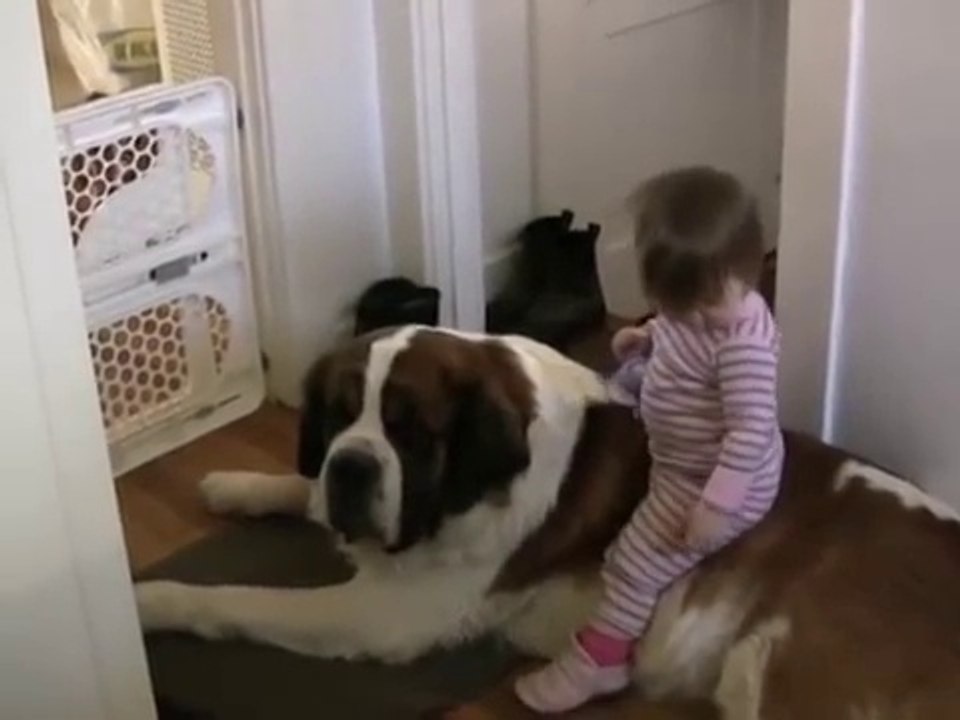 Toddler Tries Ride St. Bernard - (Dog Ain't Having - video Dailymotion